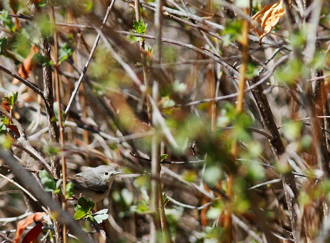 Documentation of Lucy's Warbler