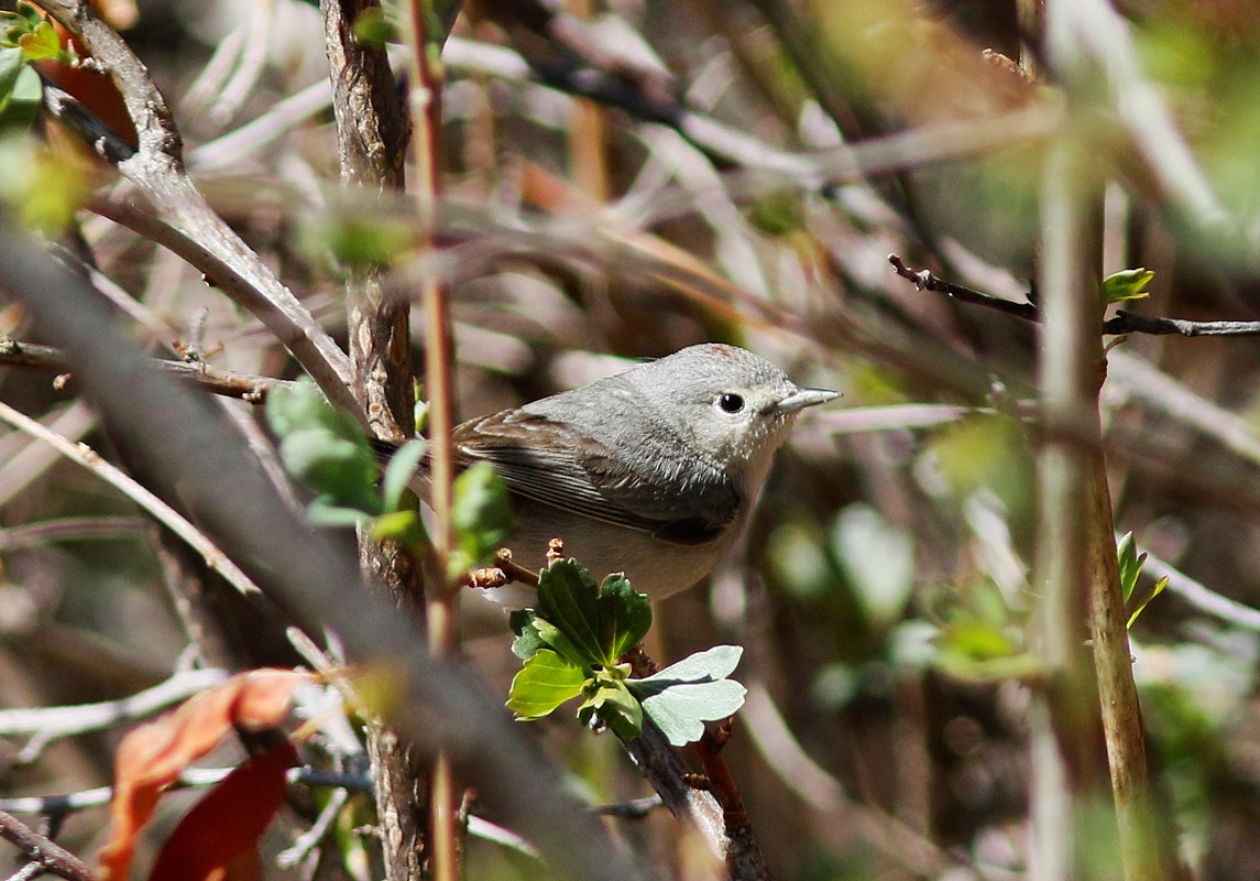 Documentation of Lucy's Warbler