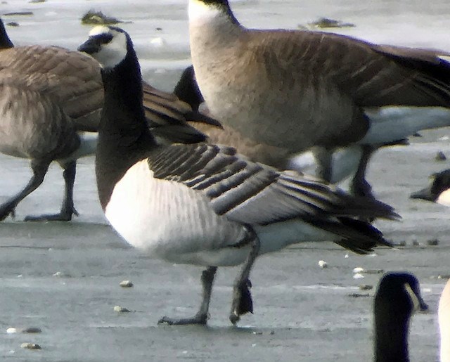 Documentation of Barnacle Goose