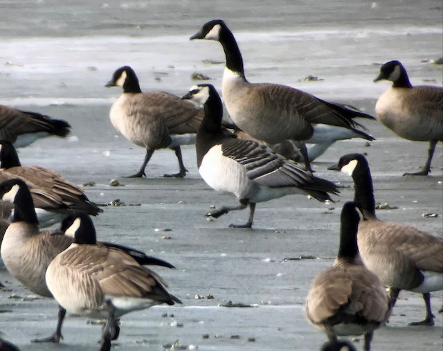 Documentation of Barnacle Goose