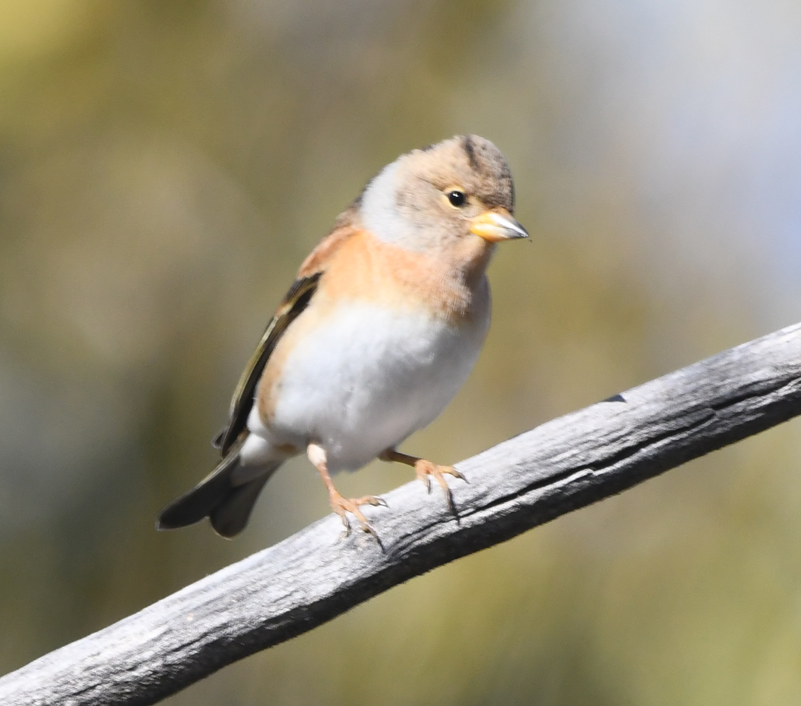 Click left or right edges of photos to move through all; click outside ...