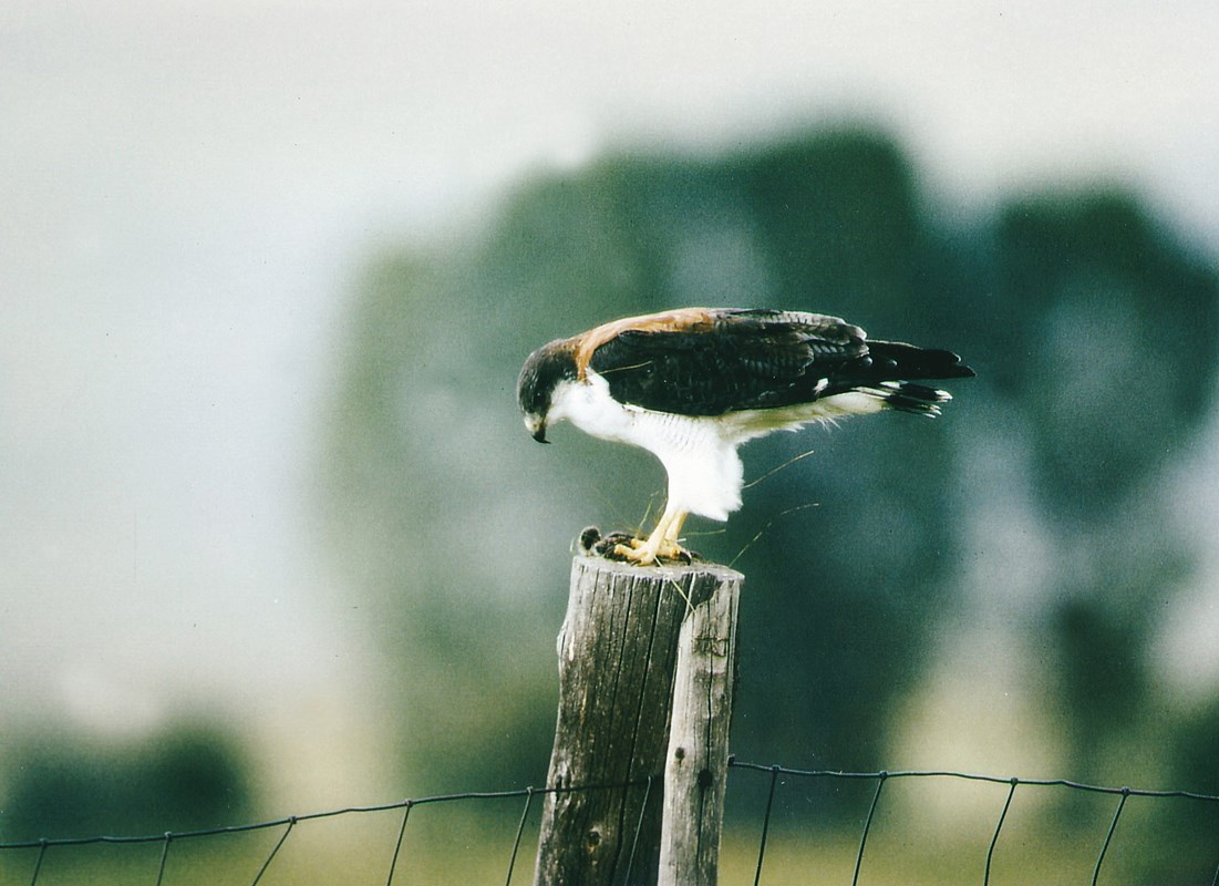 Documentation of Variable Hawk