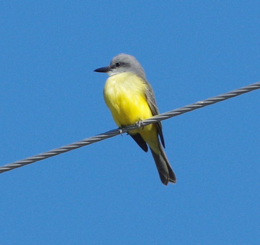 Documentation of Tropical Kingbird
