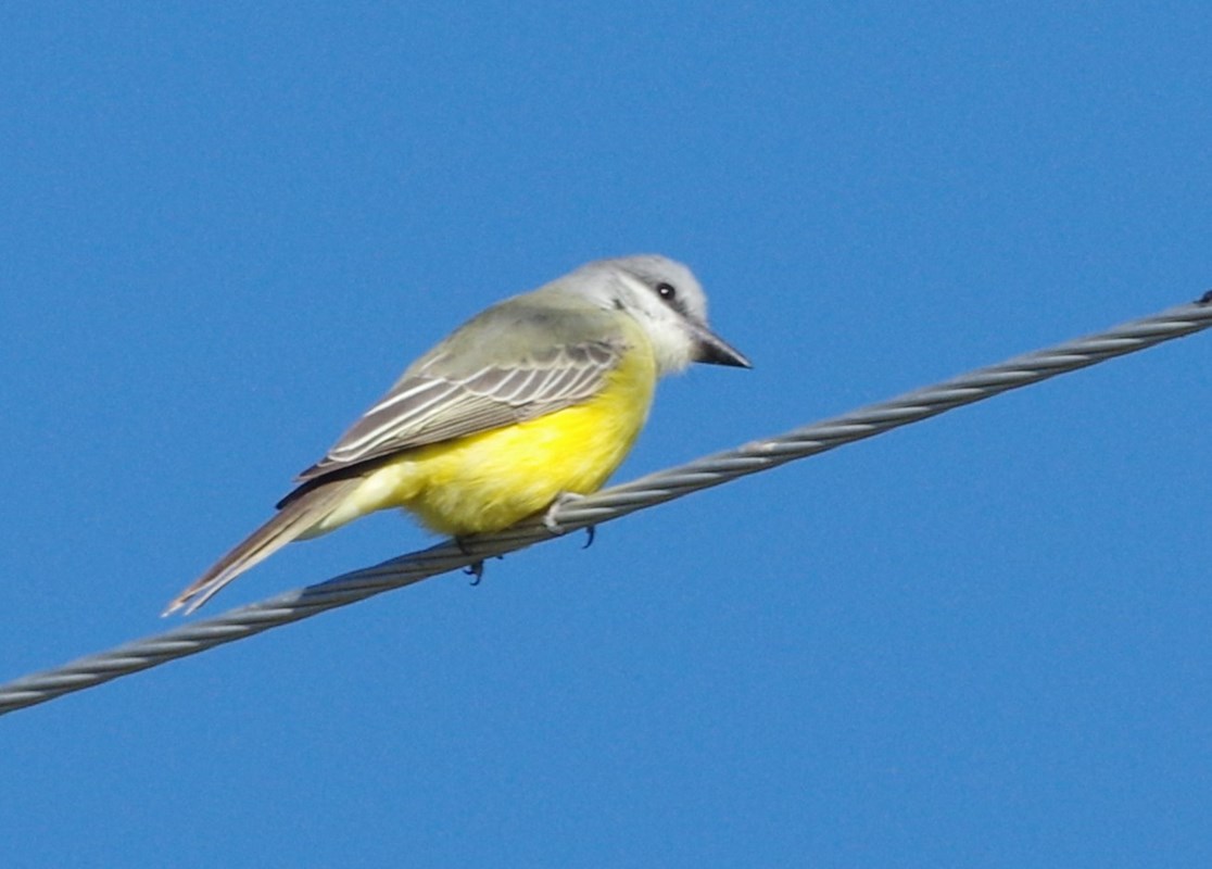 Documentation of Tropical Kingbird